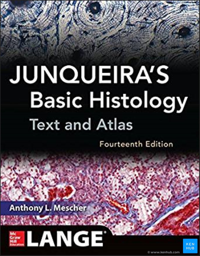 Junqueira's Basic Histology: Review | Kenhub