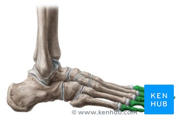 Falanges del pie: Anatomía, articulaciones, músculos | Kenhub