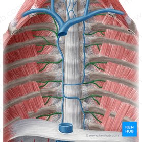 Brachiocephalic vein: Anatomy, tributaries, drainage | Kenhub