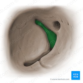 Skull: Foramina, fissures and contents | Kenhub