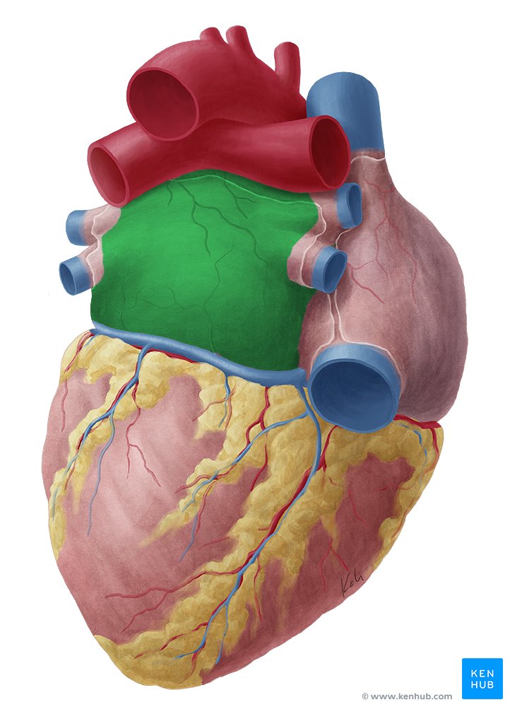 Átrios do Coração Humano - Anatomia e Função | Kenhub