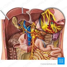 Autonomic nervous system: Anatomy, divisions, function | Kenhub