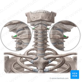 Estructura anatómica del axis (C2) | Kenhub