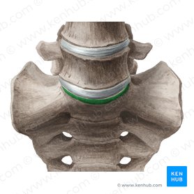 Median sacral artery. Anatomy, branches, supply | Kenhub