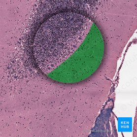 Cerebellum: histology, layers, cell types and anatomy | Kenhub