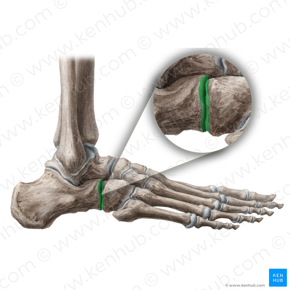 Os cuboideum (Würfelbein) - Anatomie & Funktion | Kenhub