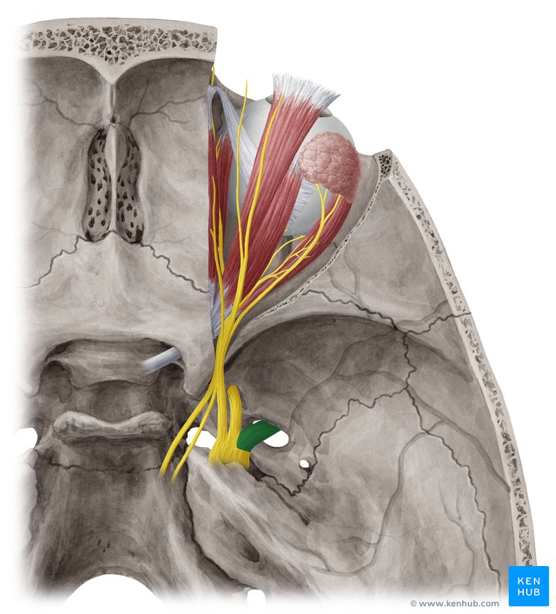 Mandibular nerve (CN V3): Anatomy and course | Kenhub