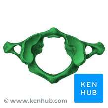 Estructura anatómica del atlas | Kenhub