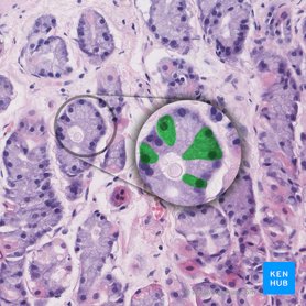 Stomach histology: Mucosa, glands and layers | Kenhub