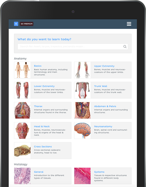 Human anatomy quizzes: Practice for your exams | Kenhub