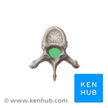 Vertebral foramen: Anatomy and function | Kenhub