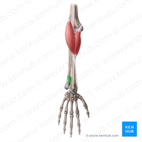 Pronation and supination: Anatomy, definition, images | Kenhub
