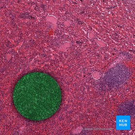 Definition and types of connective tissue | Kenhub