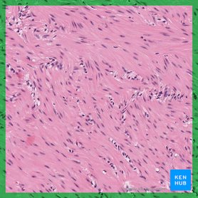 Muskelzellen - Arten und Histologie | Kenhub