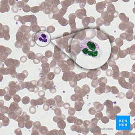 Cell nucleus: Histology, structure and functions | Kenhub