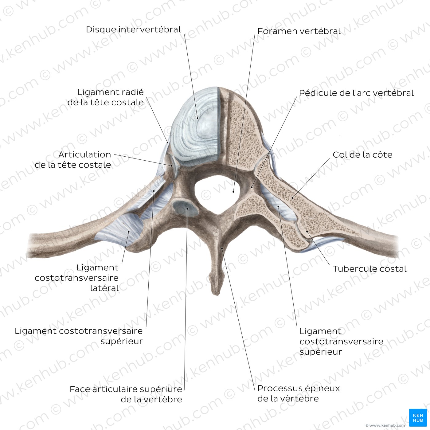 Colonne vertébrale : Anatomie, vertèbres et articulations | Kenhub