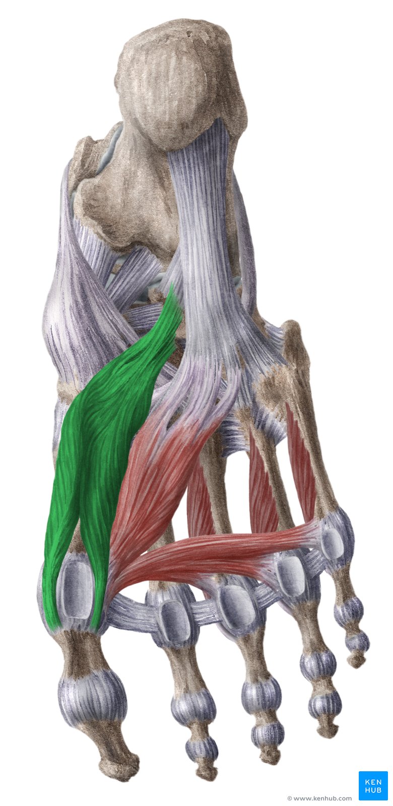 Músculo flexor curto do hálux: Origem, inserção, ação | Kenhub