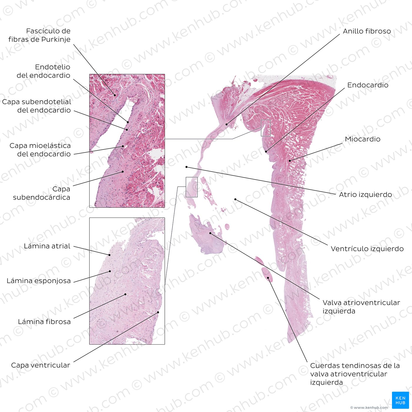Histología del corazón: Células y capas | Kenhub