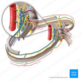 Intercostal arteries and blood supply of thoracic wall | Kenhub