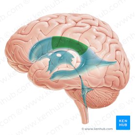 Lateral ventricles: Anatomy and function | Kenhub