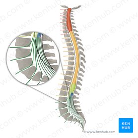 Conus medullaris and cauda equina: Anatomy and function | Kenhub