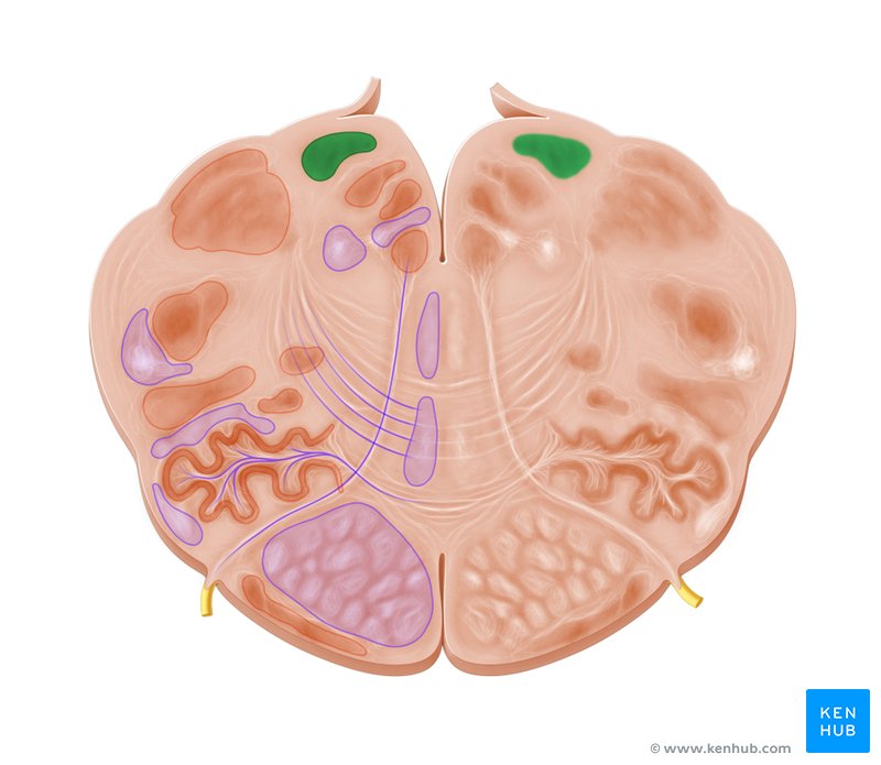 Medulla oblongata: Anatomy and clinical aspects | Kenhub