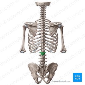 Lumbar vertebrae: Anatomy and clinical aspects | Kenhub