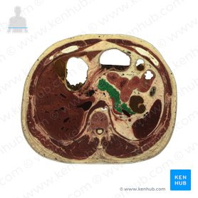 Pancreas: Anatomy, functions, blood supply, innervation | Kenhub