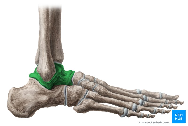 Talus : Anatomie et aspects cliniques | Kenhub