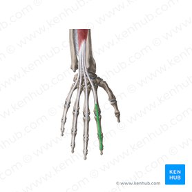 Extensores superficiais do antebraço - Anatomia e Funções | Kenhub