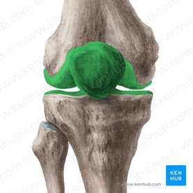 Tibia: Anatomy and clinical notes | Kenhub