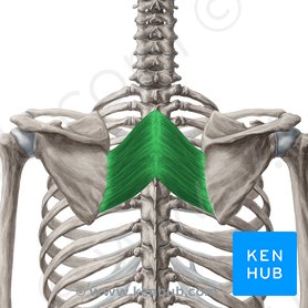 Rhomboids: Origin, insertion, innervation and function | Kenhub