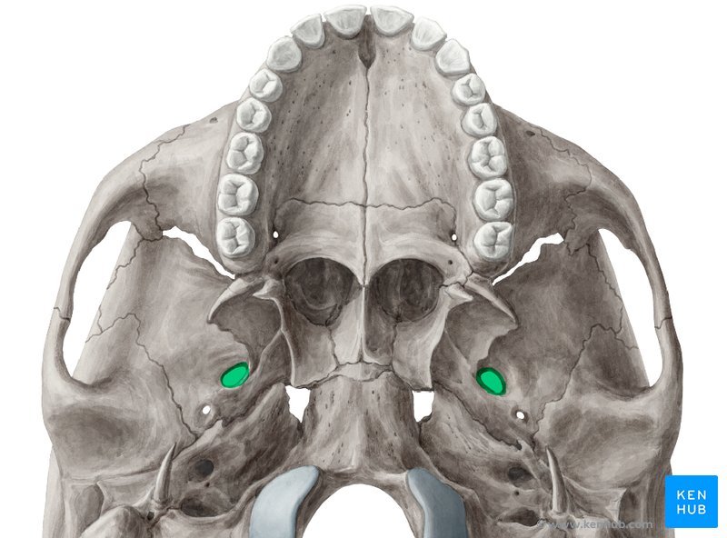 Foramen oval: Anatomía, ubicación y función | Kenhub