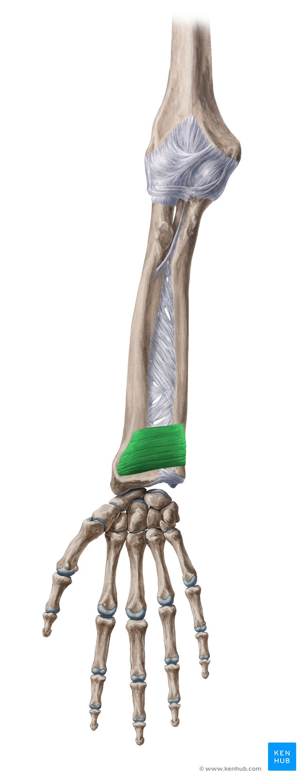 Musculus pronator quadratus - Anatomie & Funktion | Kenhub