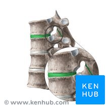 Intervertebral joint: Bones, ligaments, movements | Kenhub