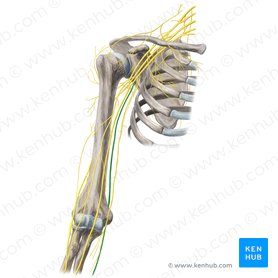 Ulnar nerve: Origin, course, branches and innervation | Kenhub