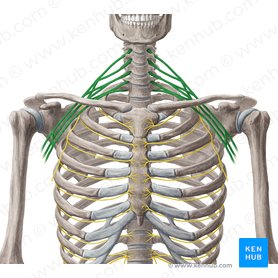 Subclavius muscle: Anatomy, innervation and function | Kenhub