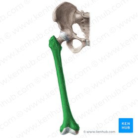 Femur (Oberschenkelknochen) - Anatomie, Aufbau und Bänder | Kenhub