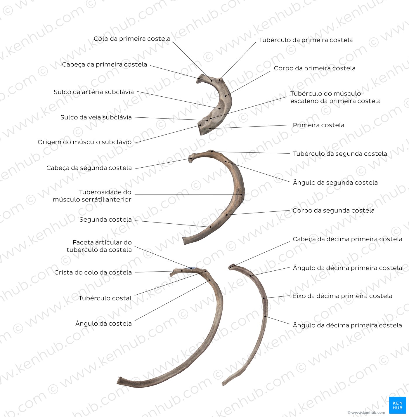 Costelas: anatomia, ligamentos e notas clínicas | Kenhub