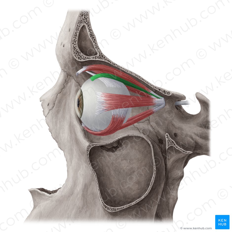 Oculomotor nerve (CN III): Anatomy, function and pathway | Kenhub