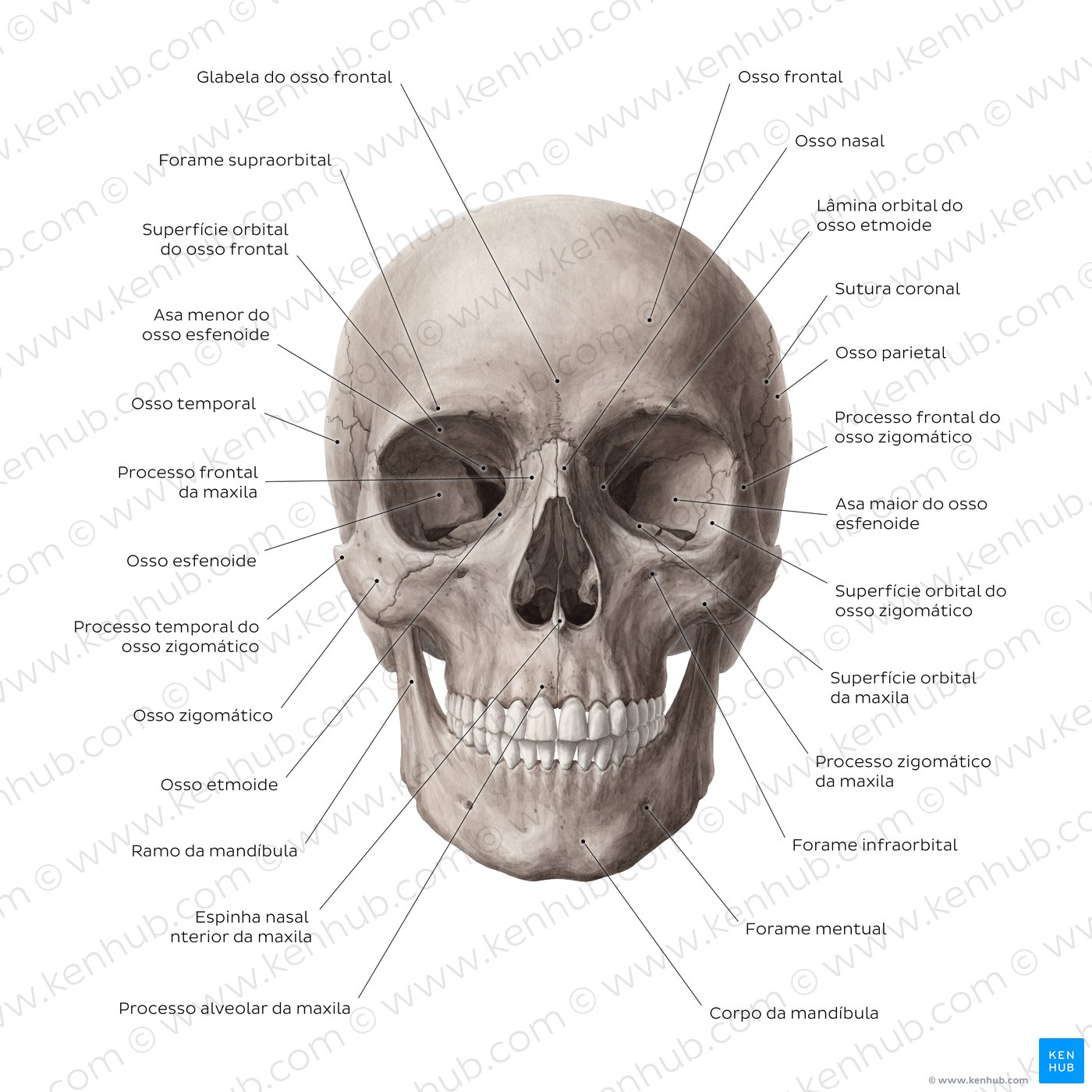 Imagens De Um Crânio - BRAINCP