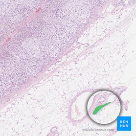 Lymphatische Organe - Einteilung und Funktion | Kenhub