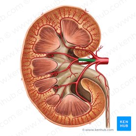 Renal artery: Anatomy, branches, supply | Kenhub
