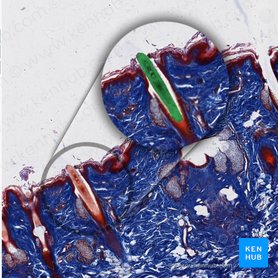 Integumentary system: Definition, diagram and function | Kenhub