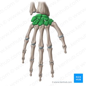 Handwurzelknochen: Anatomie, Gelenke, Kahnhbeinfraktur | Kenhub