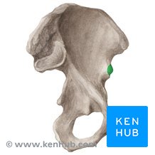 Anterior inferior iliac spine: Location and function | Kenhub