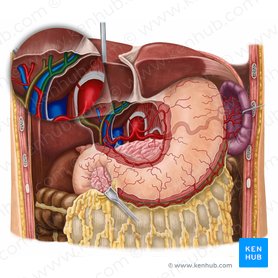 Proper hepatic artery: Anatomy, branches, supply | Kenhub