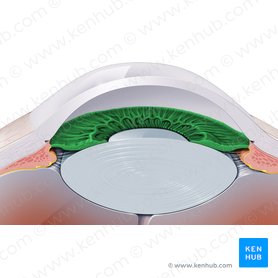 Sphincter pupillae: Origin, insertion, innervation,action | Kenhub