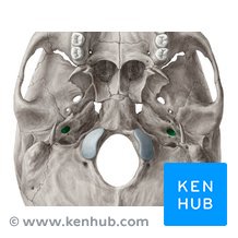 Carotid canal: Anatomy, location and function | Kenhub