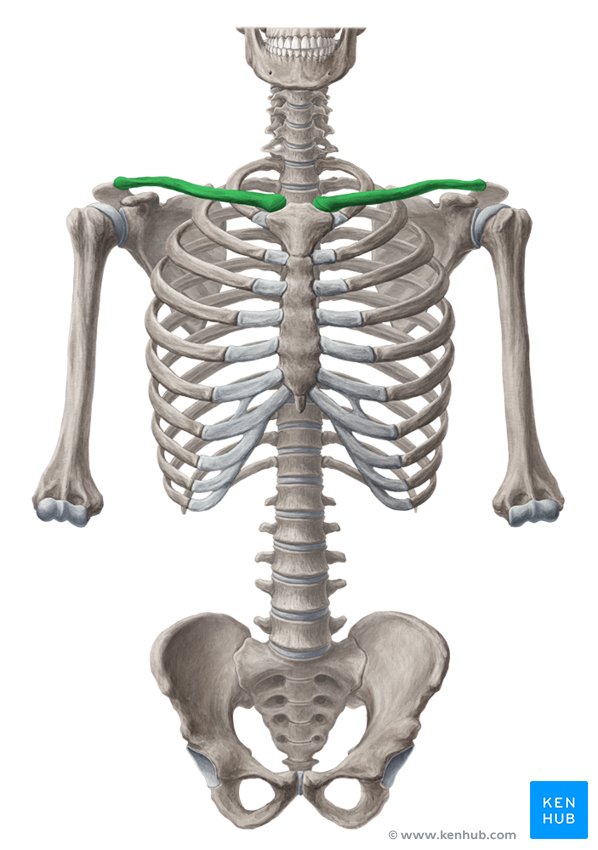 Pectoral Girdle Anatomy Diagram